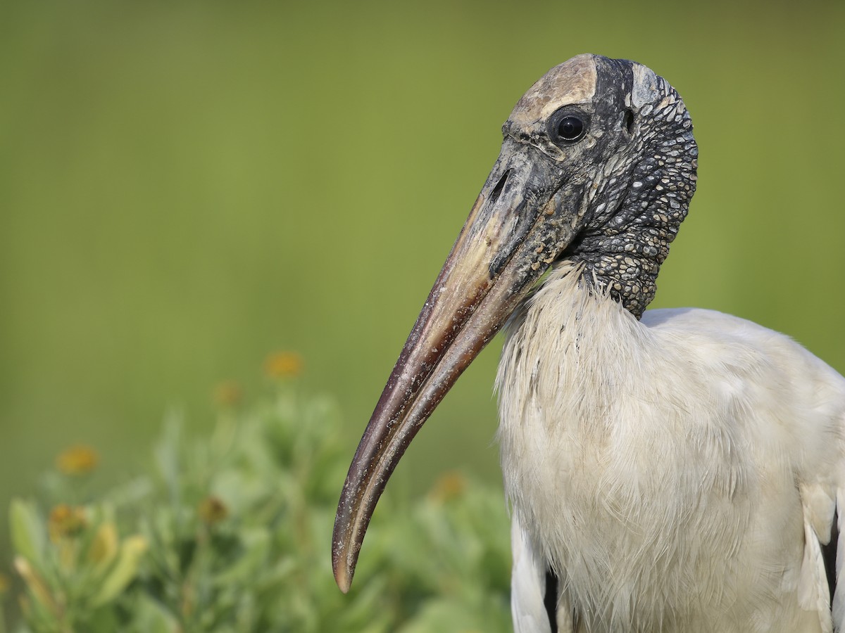Wood Stork - Mycteria americana - Birds of the World