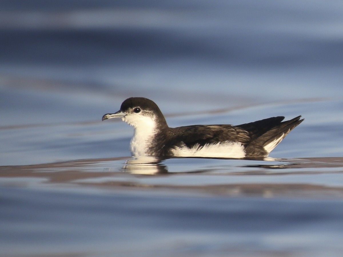 Boyd's Shearwater - Puffinus boydi - Birds of the World
