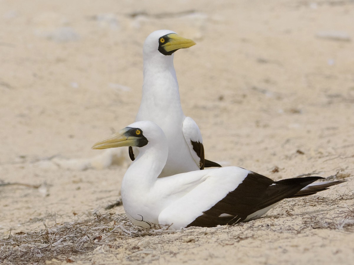 Masked Booby - Sula dactylatra - Birds of the World