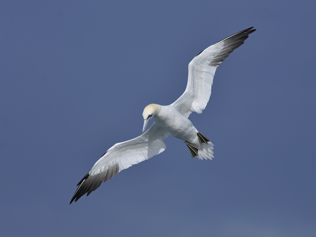 Northern Gannet - Morus bassanus - Birds of the World