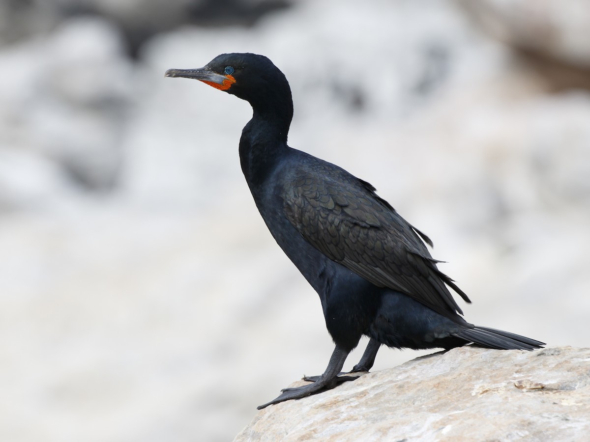 Cape Cormorant - Phalacrocorax capensis - Birds of the World