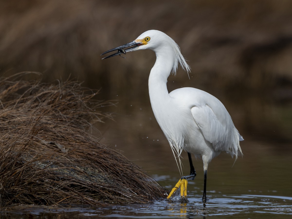 Snowy Egret - Egretta thula - Birds of the World