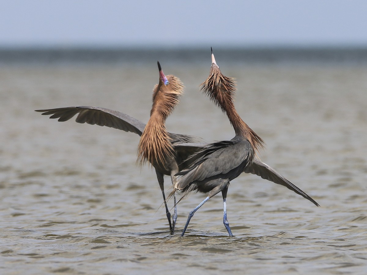 Reddish Egret - Egretta rufescens - Birds of the World