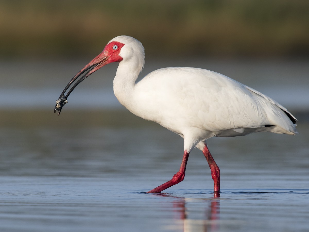 White Ibis - Eudocimus albus - Birds of the World