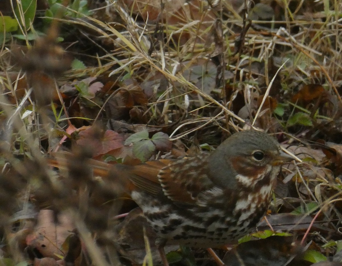 eBird Checklist - 2 Dec 2019 - Harbin Park - 1 species