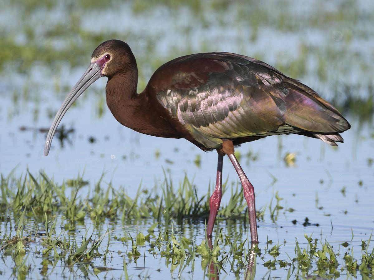 White-faced Ibis - Plegadis chihi - Birds of the World