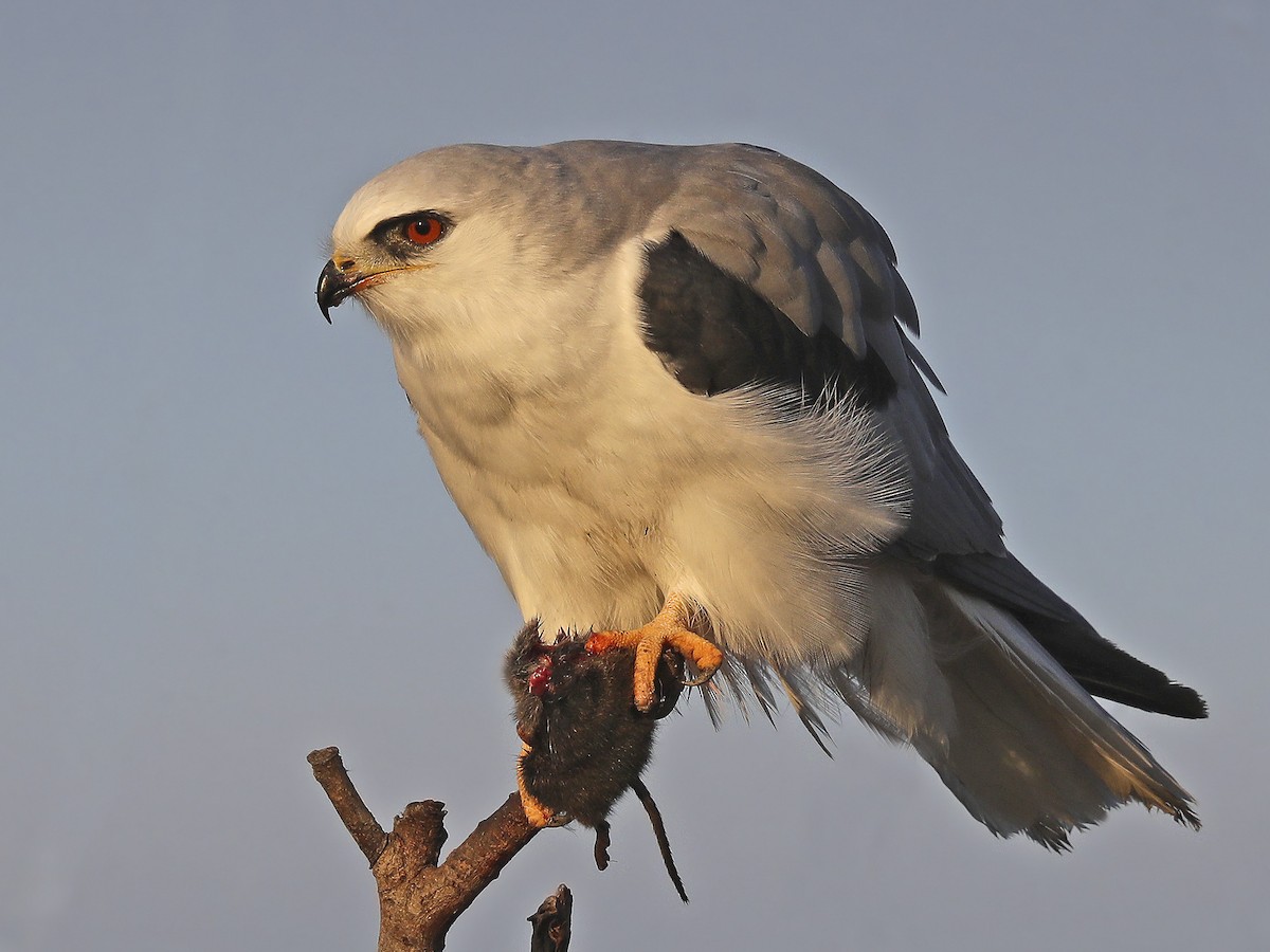 White-tailed Kite - Elanus leucurus - Birds of the World