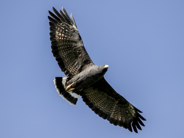Male And Female Black Hawk Pair Of Black Collared Hawks Busarellus