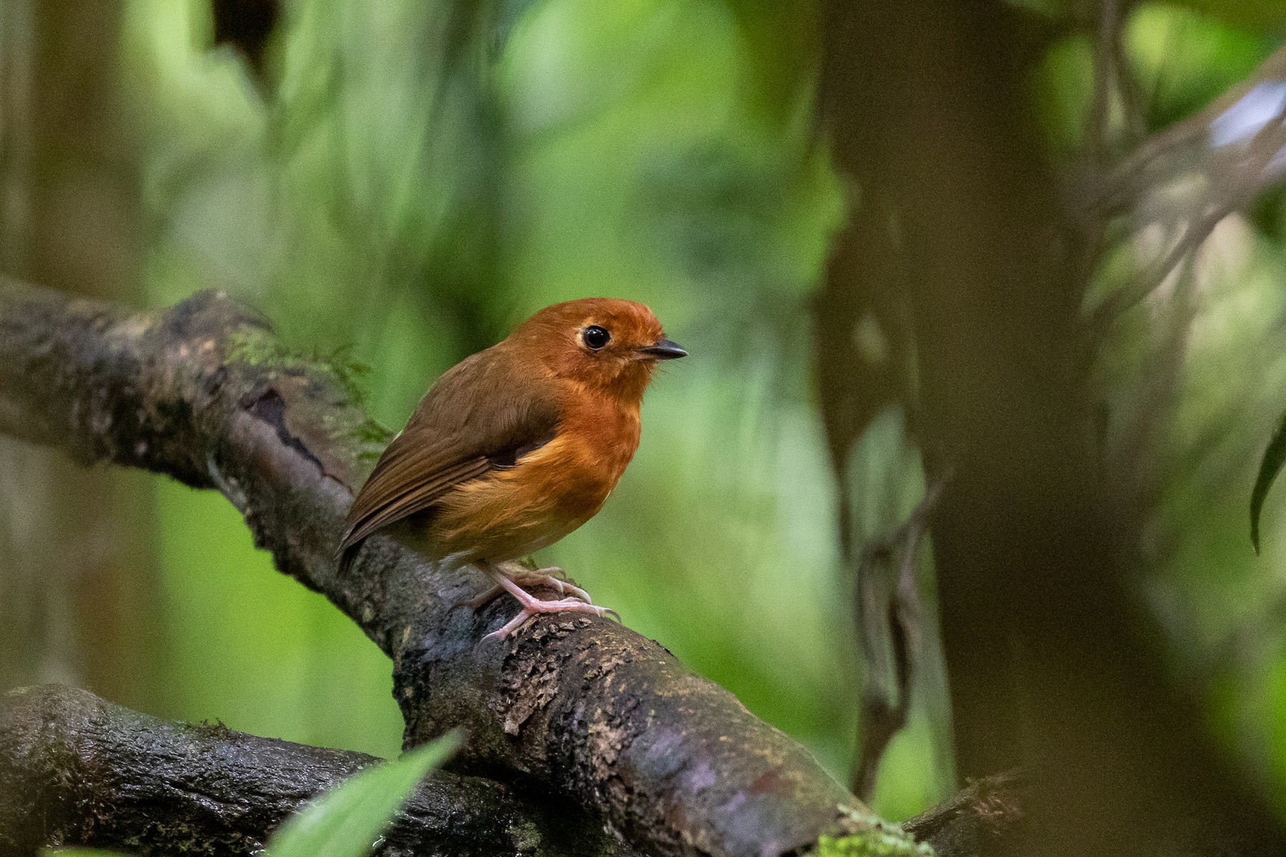 Ponchito Pechicastaño (rara) - eBird