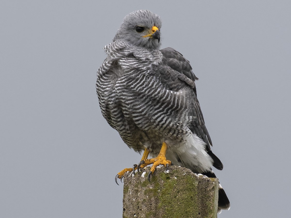 Gray Hawk - Buteo plagiatus - Birds of the World