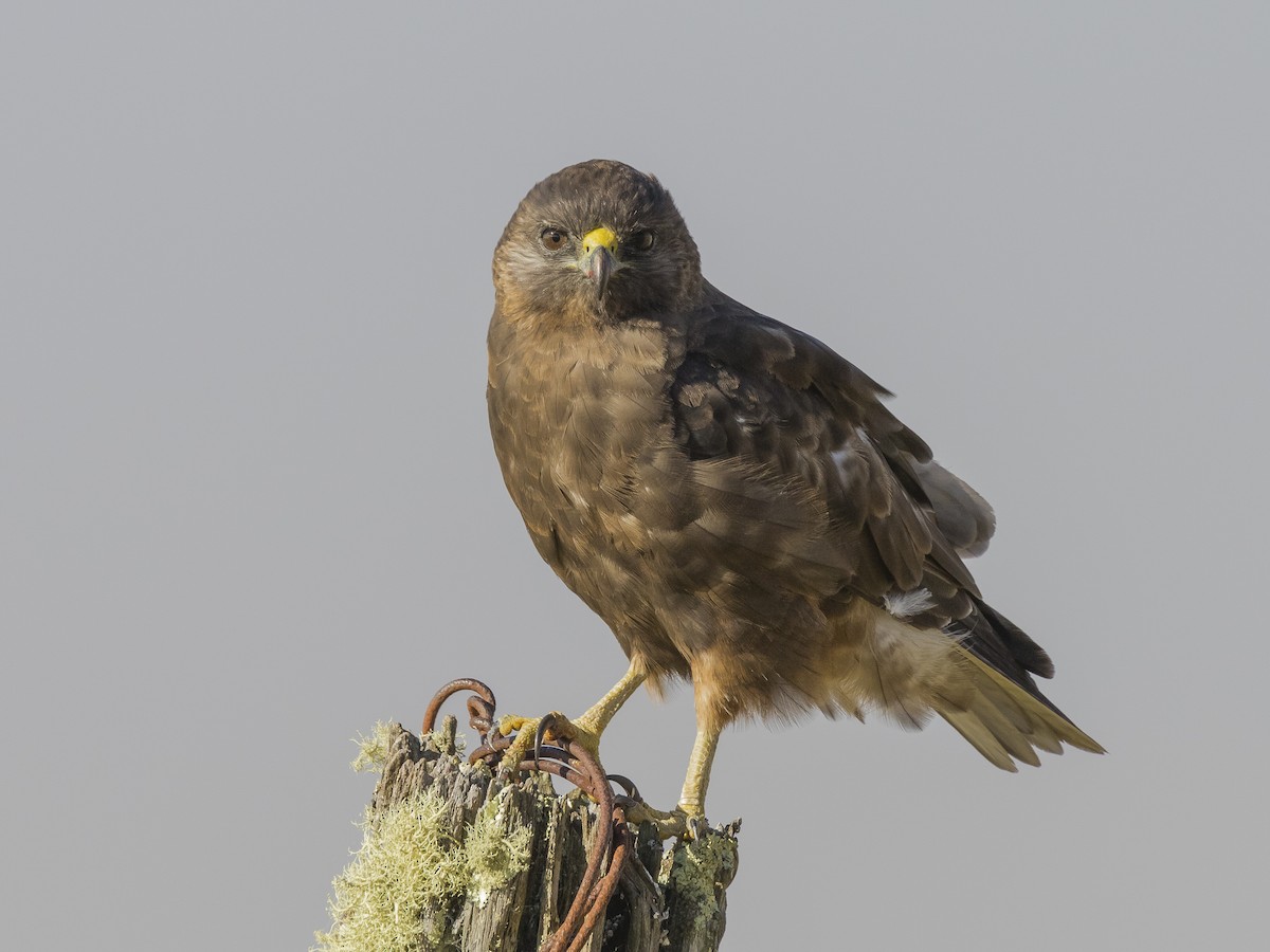 Hawaiian Hawk - Buteo solitarius - Birds of the World
