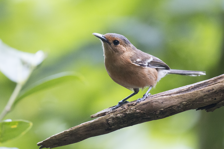 Tinian Monarch - eBird