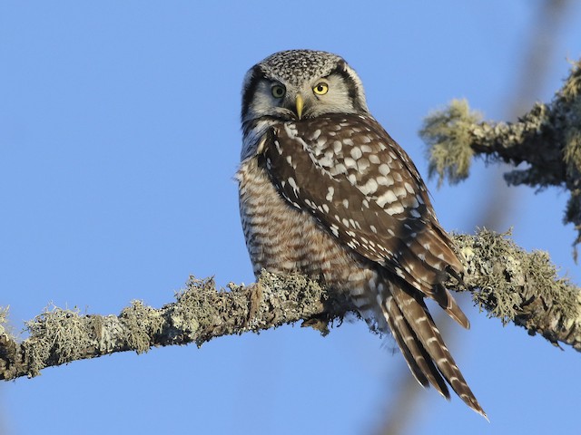 Northern Hawk Owl