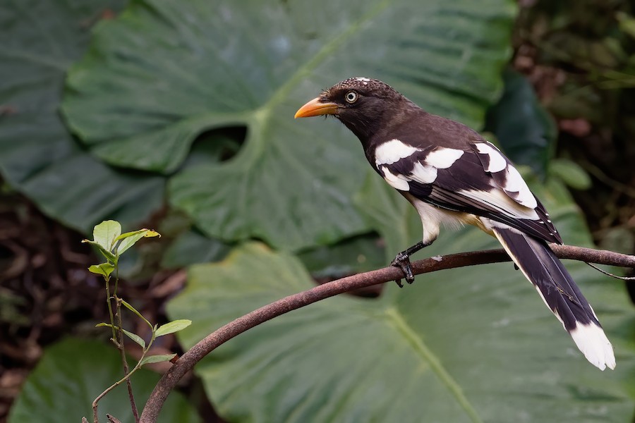 White-winged Magpie (Black-tailed) - eBird