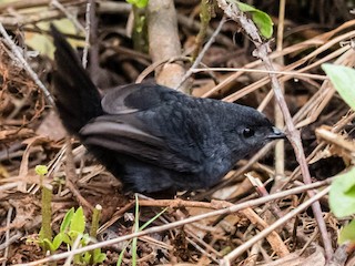 Marsh Tapaculo - eBird
