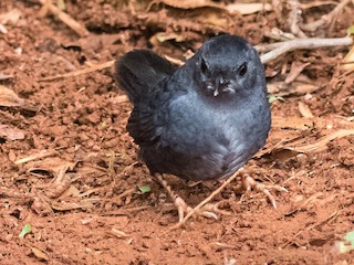 Marsh Tapaculo - eBird