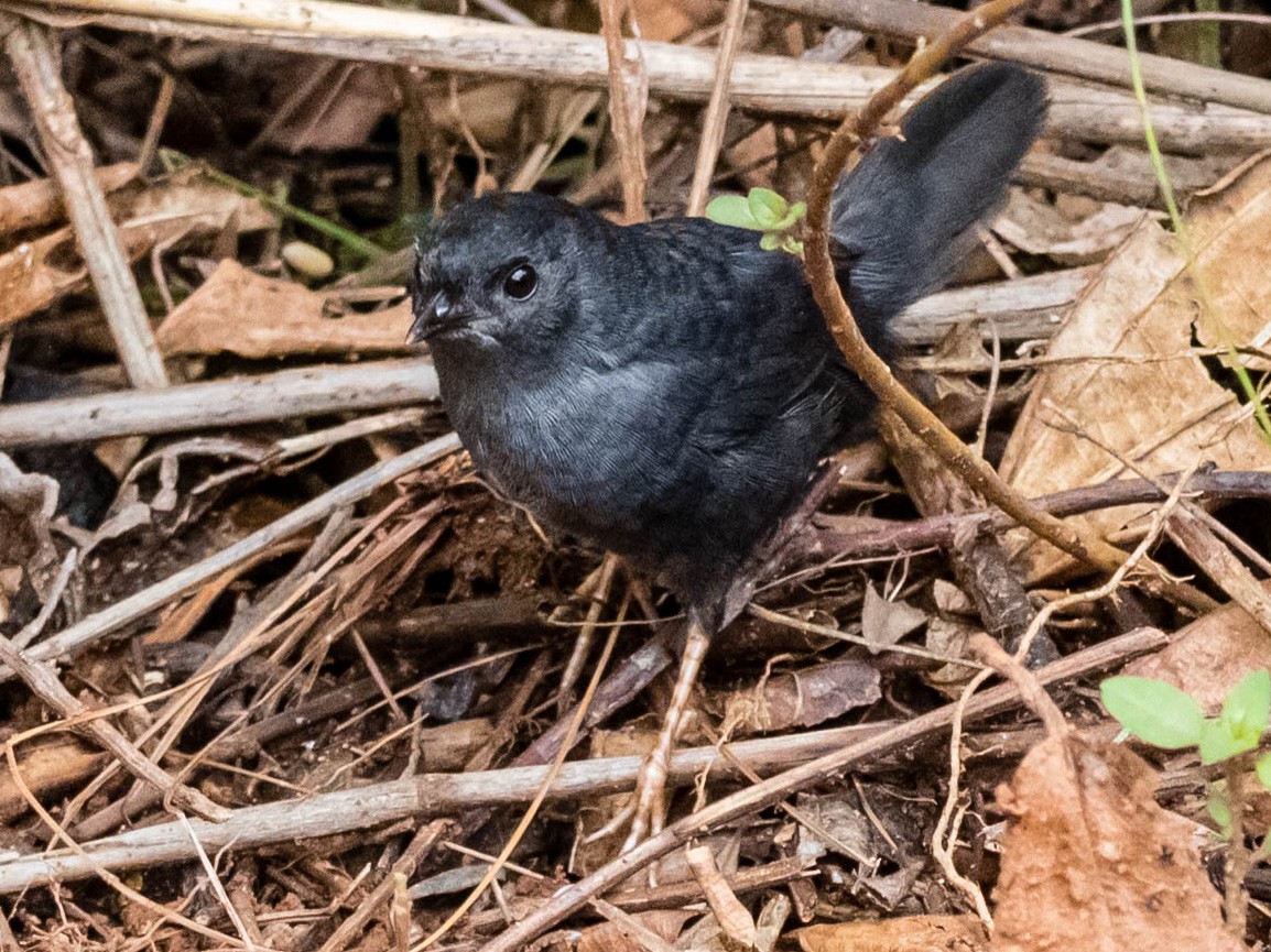 Marsh Tapaculo - eBird