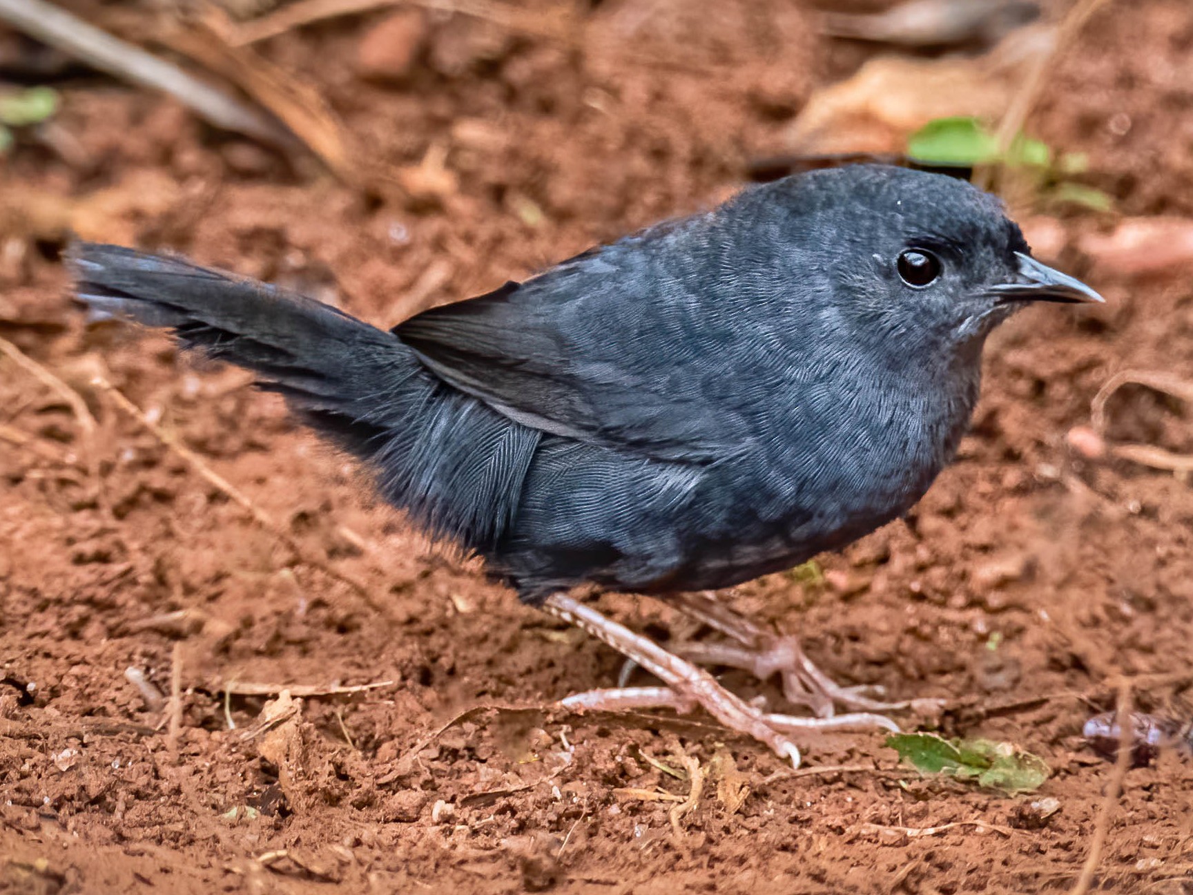Marsh Tapaculo - eBird