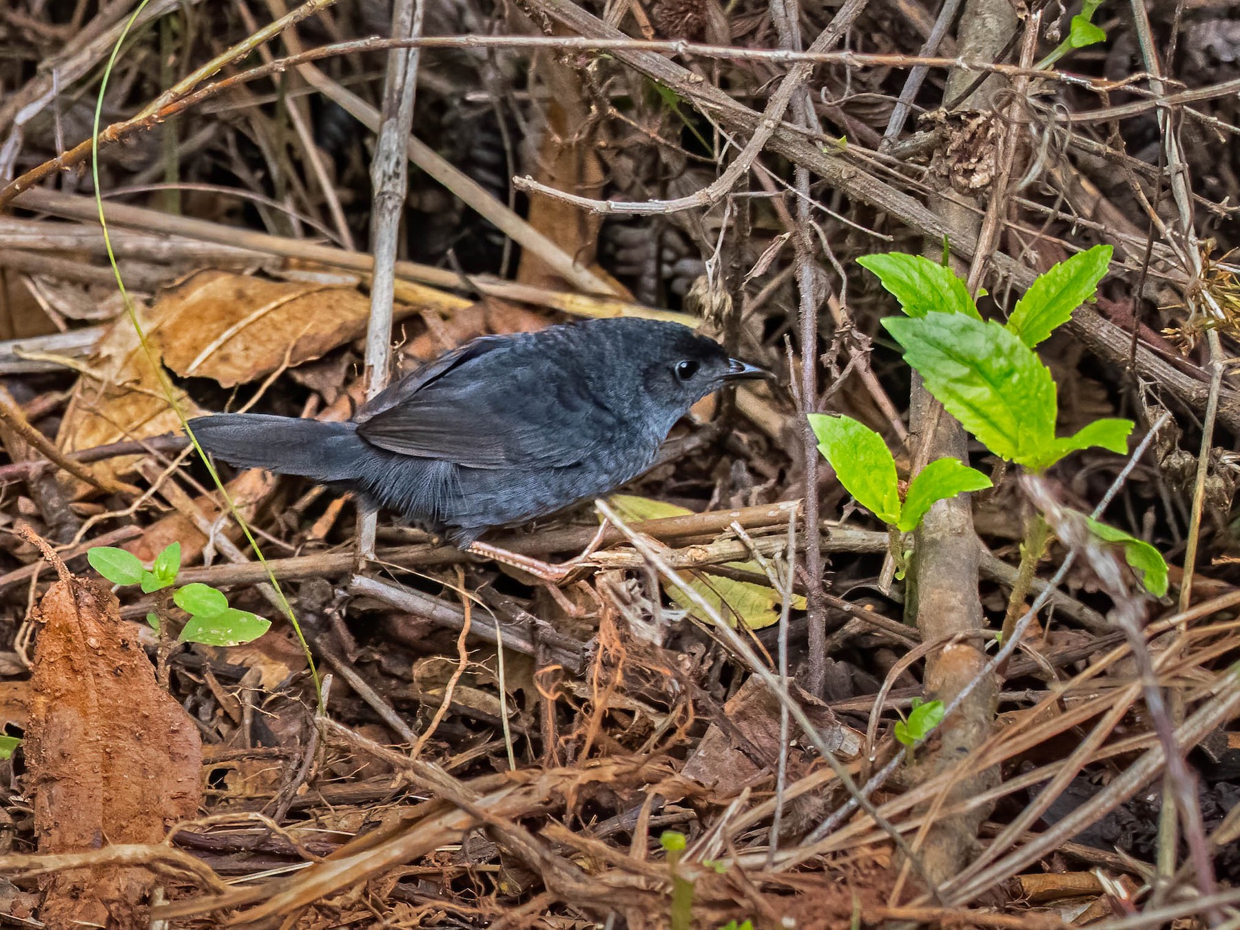 Marsh Tapaculo - eBird
