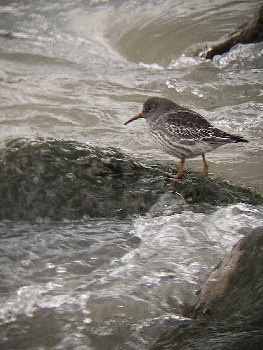 eBird Checklist - 10 Nov 2019 - Whitby--Harbour - 7 species