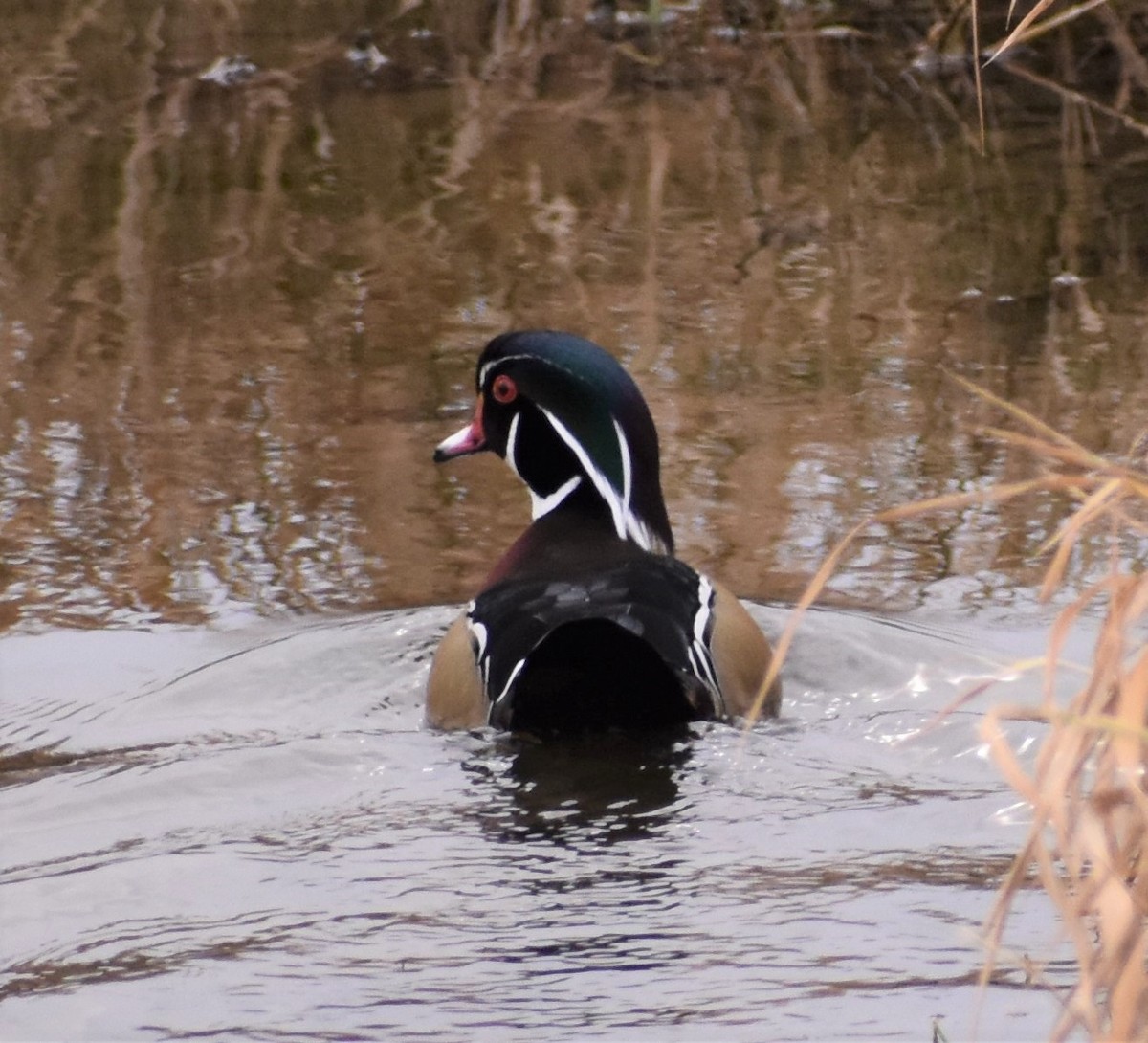 eBird Checklist - 3 Dec 2019 - FermiLab (DuPage Co.) - 13 species