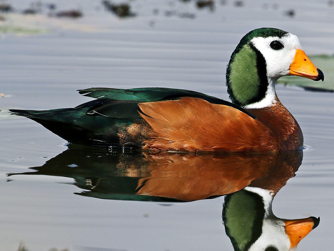 African Pygmy-Goose - eBird