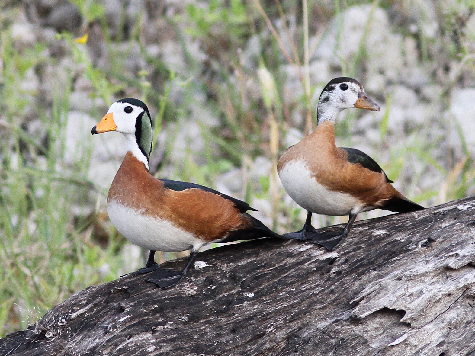 African Pygmy-Goose - eBird