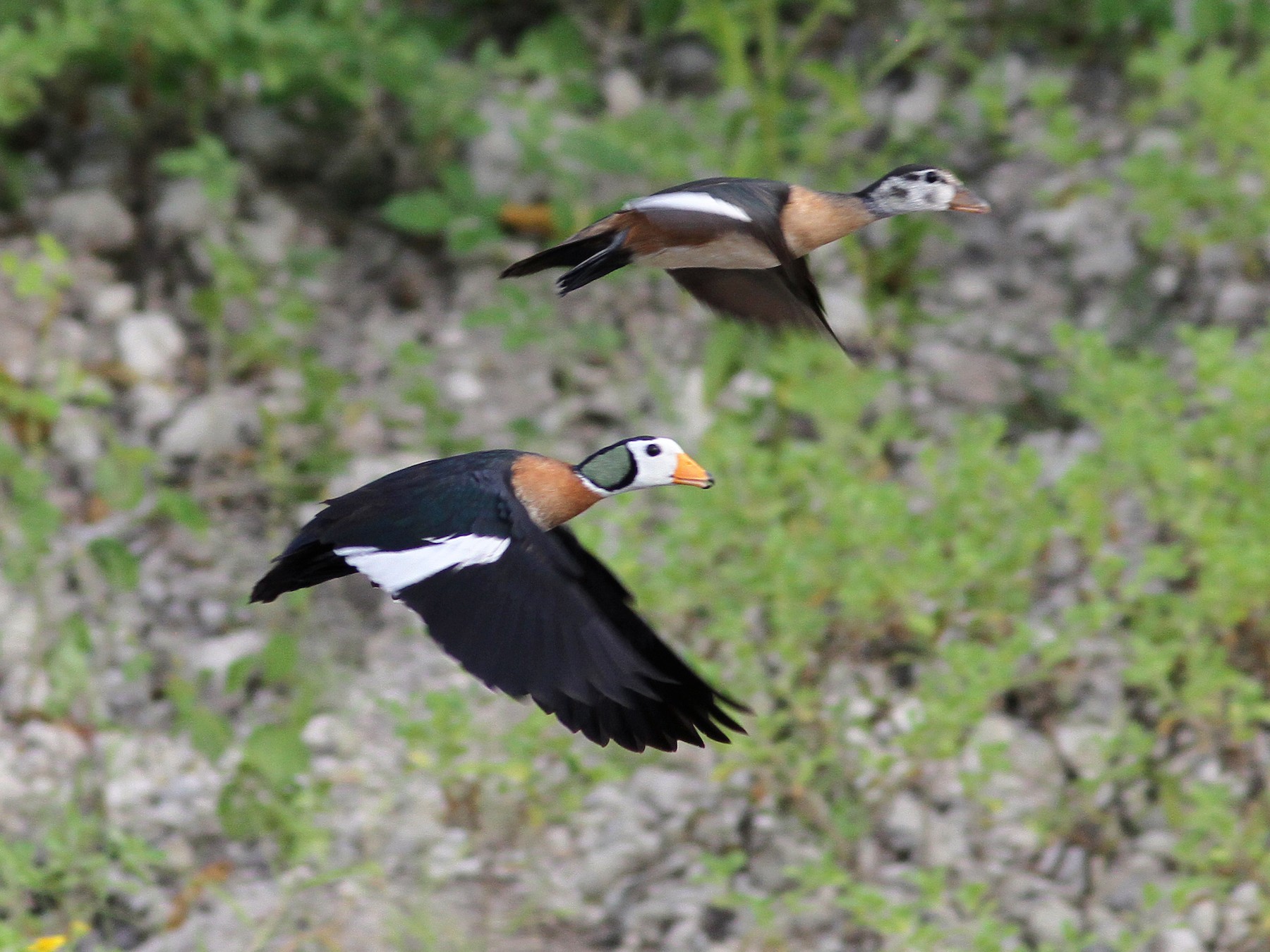 African Pygmy-Goose - eBird