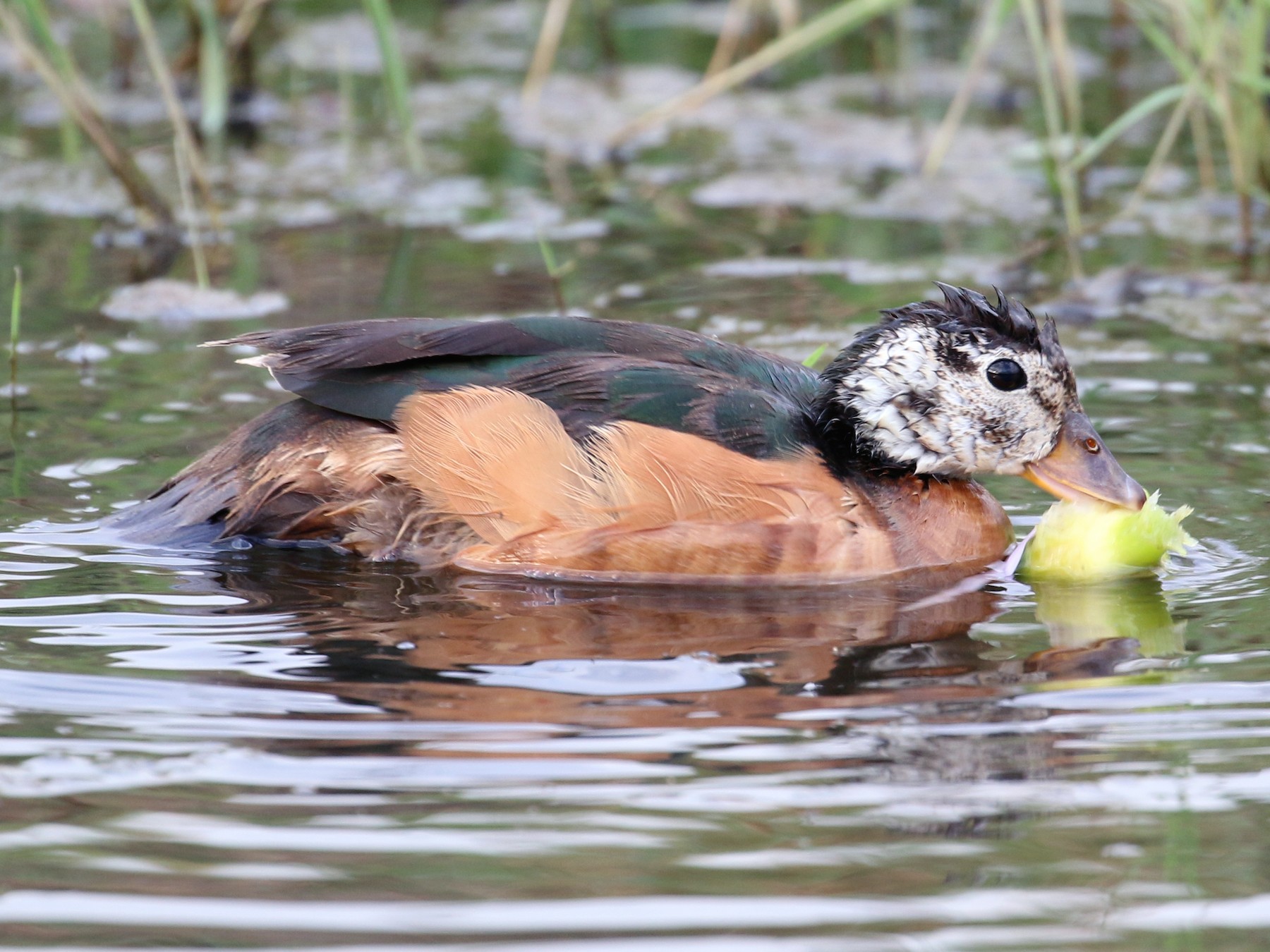 African Pygmy-Goose - eBird