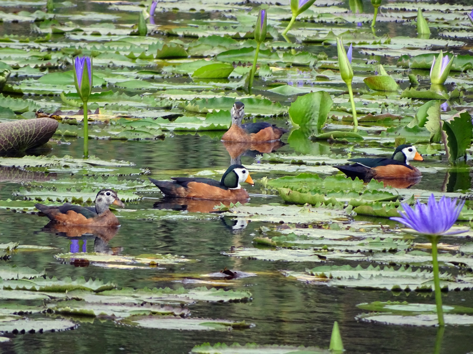 African Pygmy-Goose - eBird