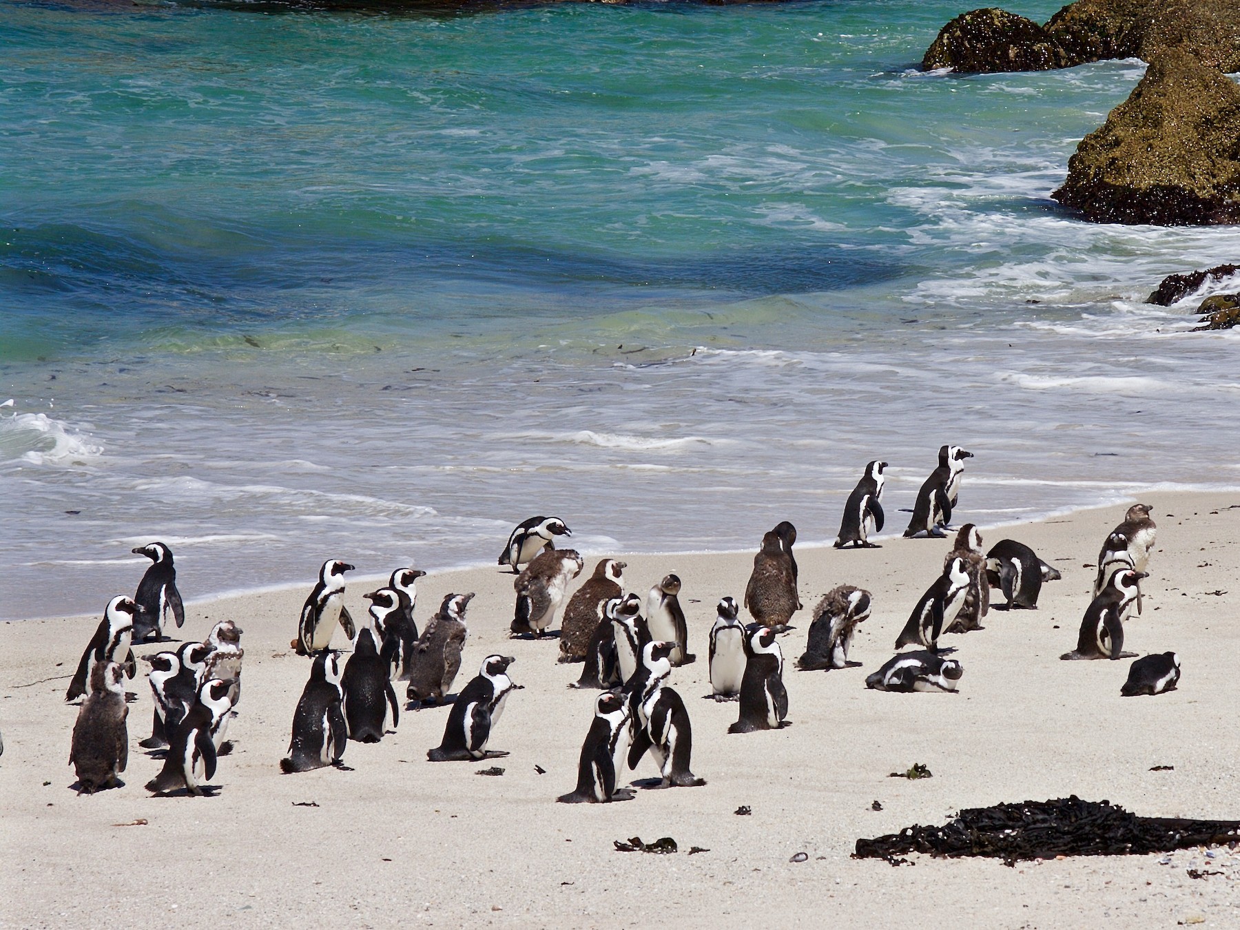 African Penguin - eBird