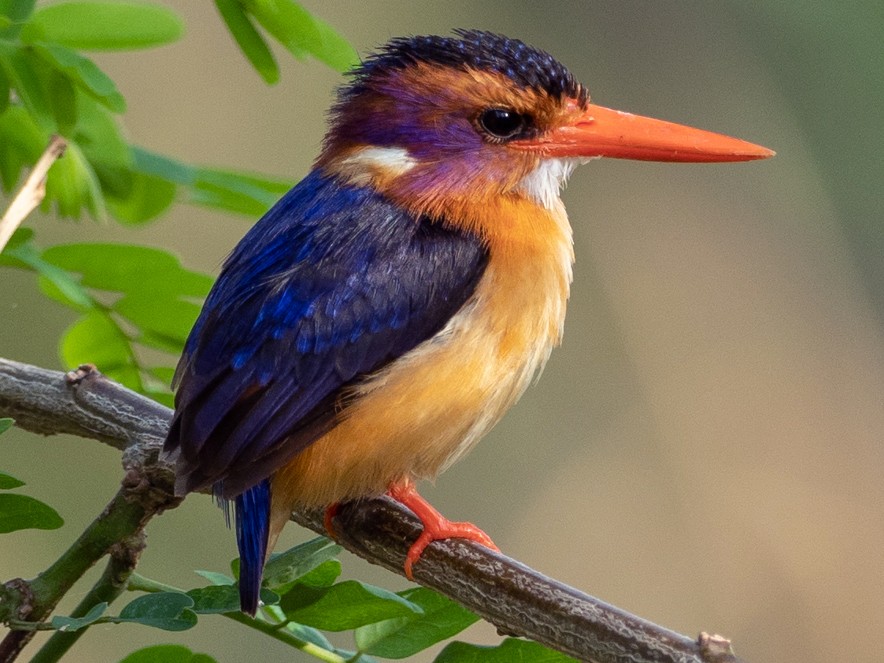 African Pygmy Kingfisher - eBird