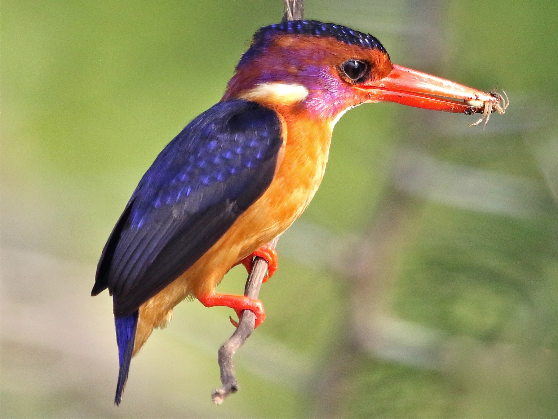 African Pygmy Kingfisher - eBird