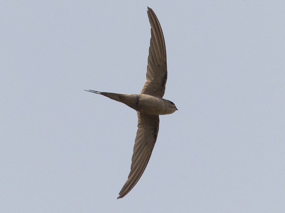 African Palm Swift - eBird