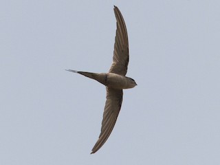 African Palm-Swift - Cypsiurus parvus - Birds of the World