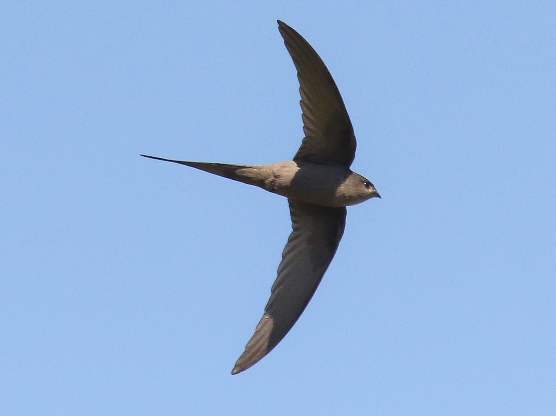 African Palm Swift - eBird