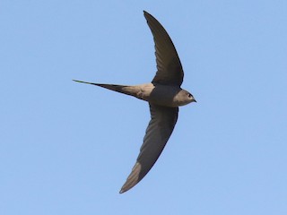 African Palm Swift - eBird