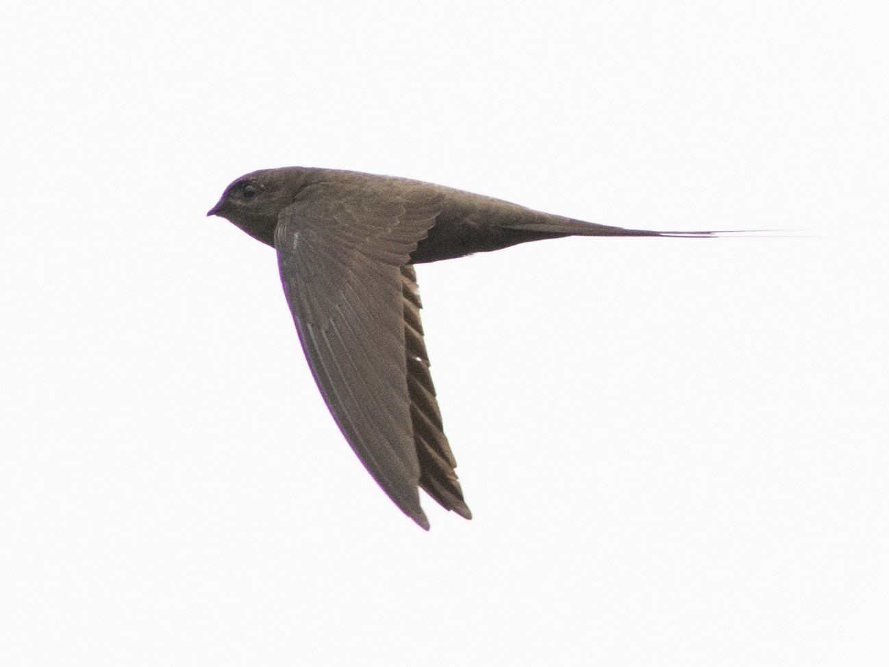 African Palm Swift - eBird