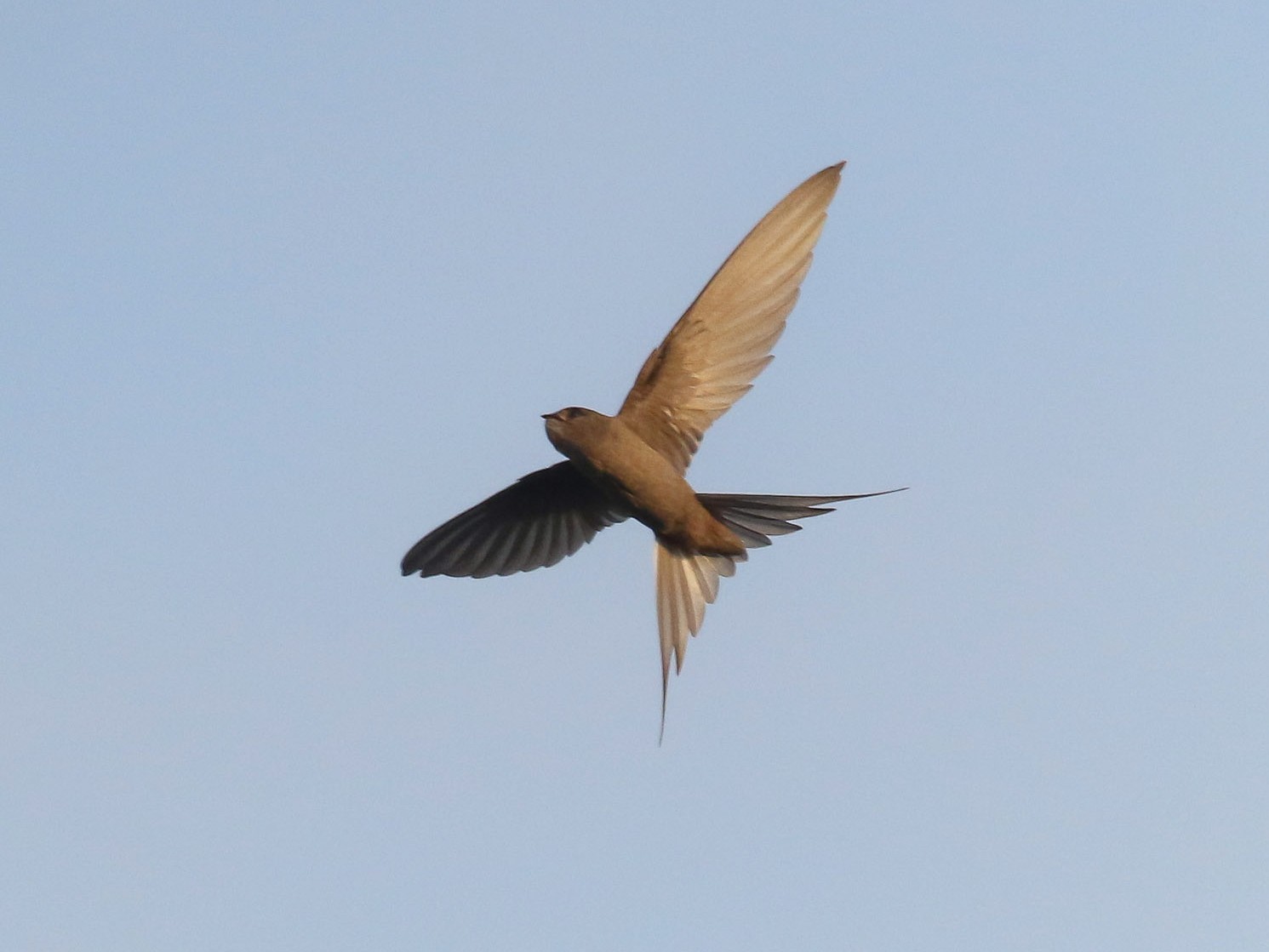 African Palm Swift - eBird