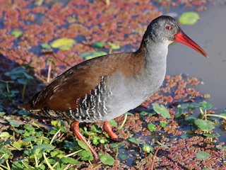 African Rail - eBird