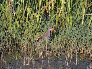 African Rail - eBird