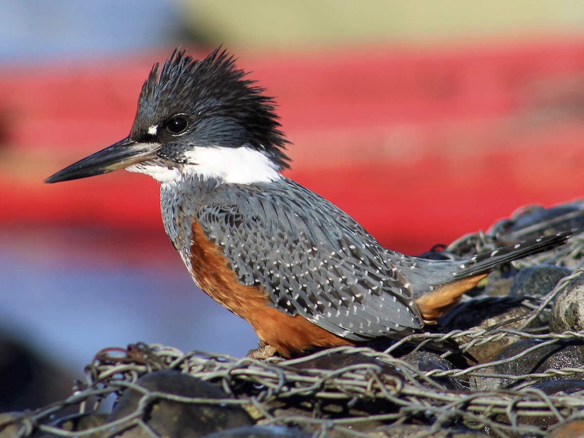 Ringed Kingfisher - Megaceryle torquata - Birds of the World