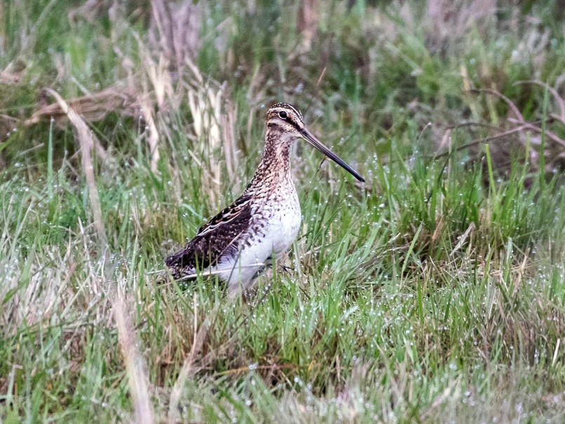 African Snipe - eBird