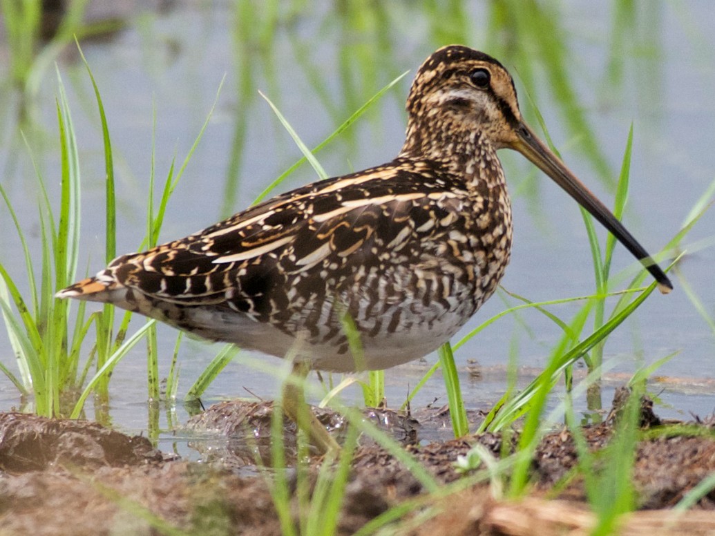 African Snipe - eBird