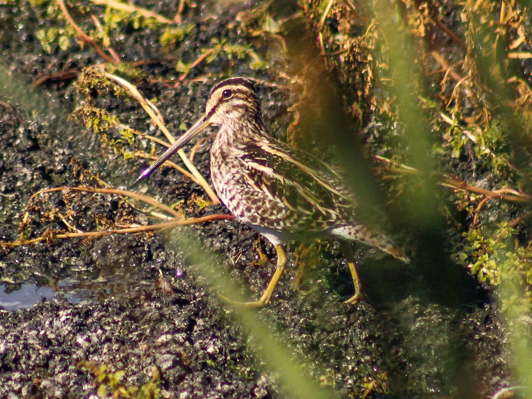 African Snipe - eBird