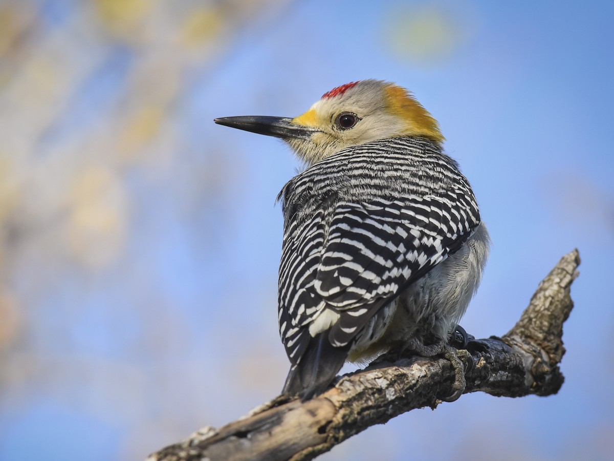 Golden-fronted Woodpecker - Melanerpes aurifrons - Birds of the World