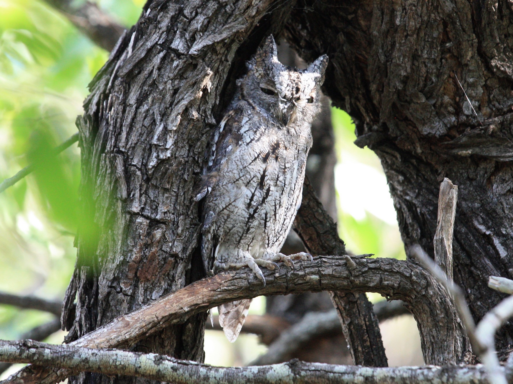 African Scops-Owl - eBird
