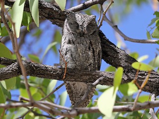 African Scops-Owl - Great Backyard Bird Count