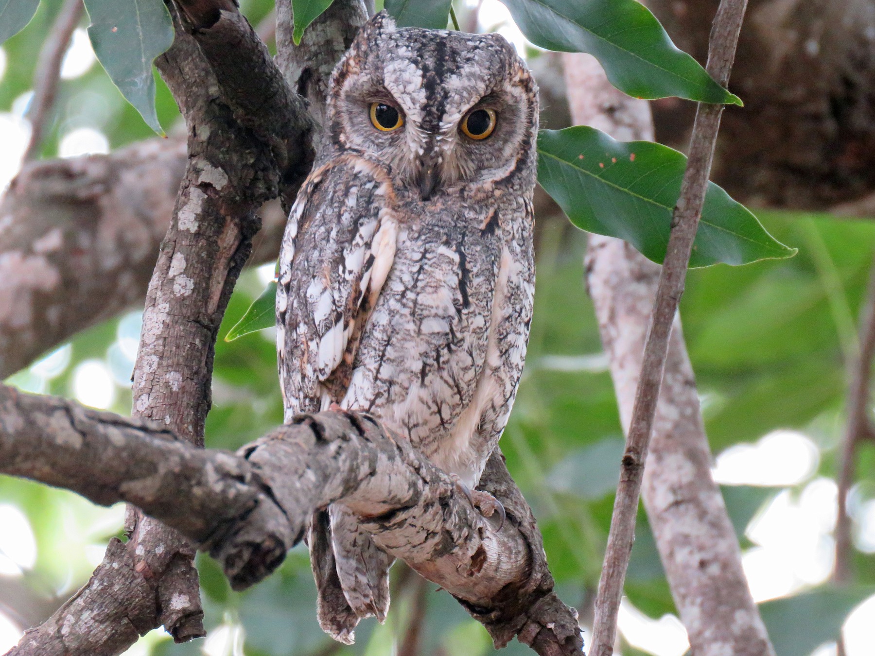 African Scops-Owl - eBird