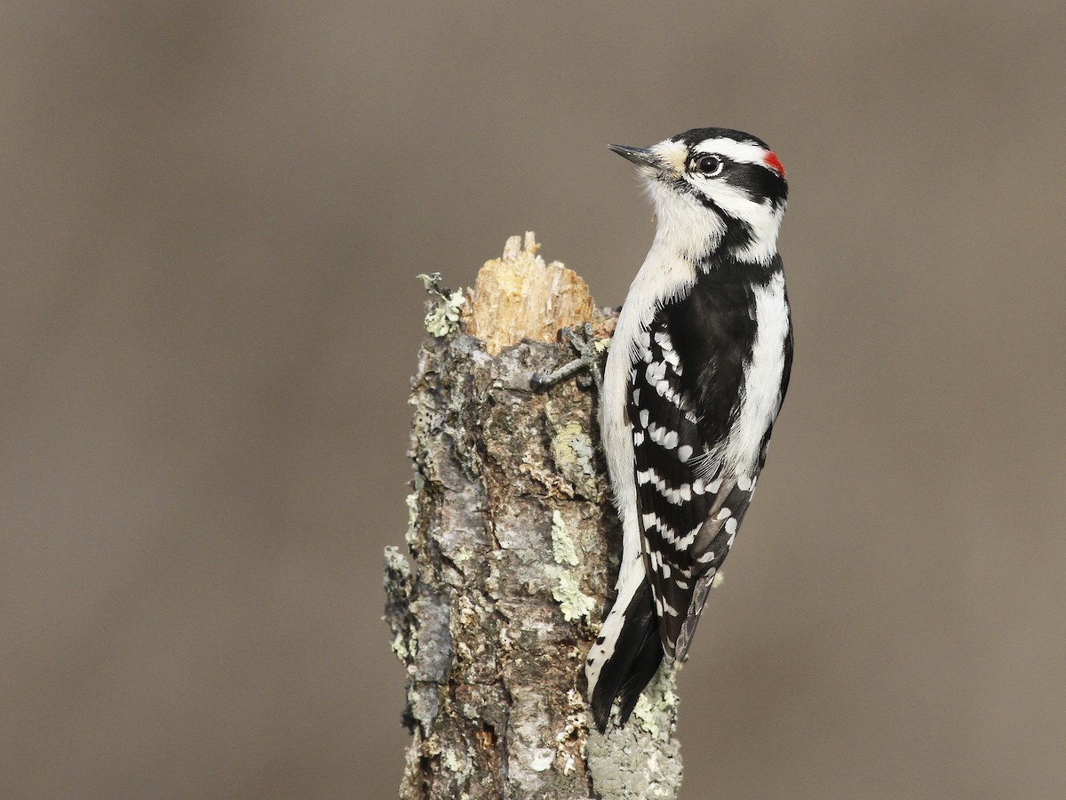 Downy Woodpecker - Dryobates pubescens - Birds of the World